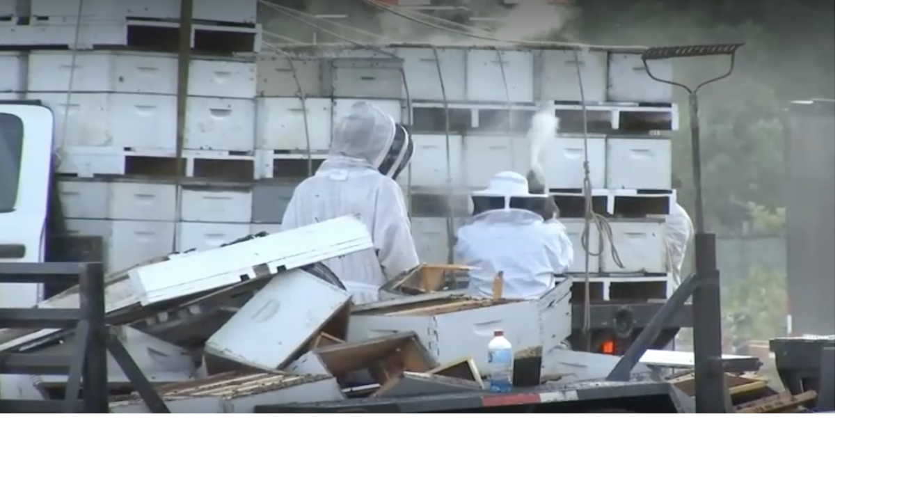 Crash leaves Florida highway swarmed with 1 million bees worth $40,000 ...