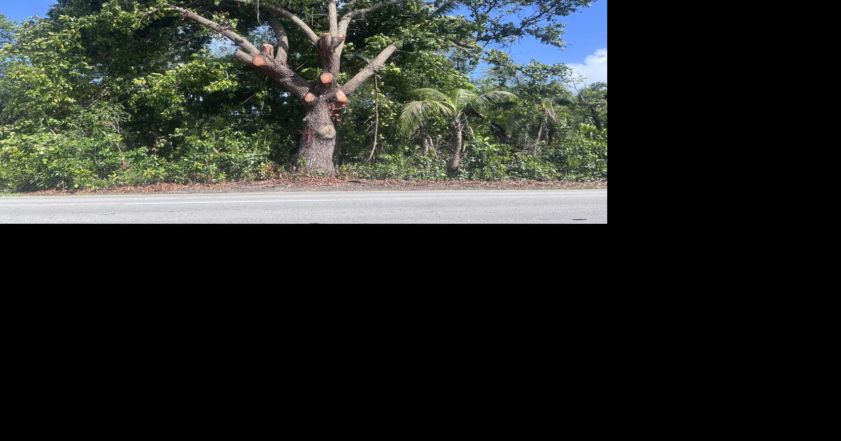 Tree murdering | Letters to the Editor | islandernews.com