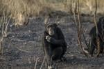 The Fongoli chimps are able to deal with high heat stress, but climate ...