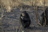 The Fongoli chimps are able to deal with high heat stress, but climate ...