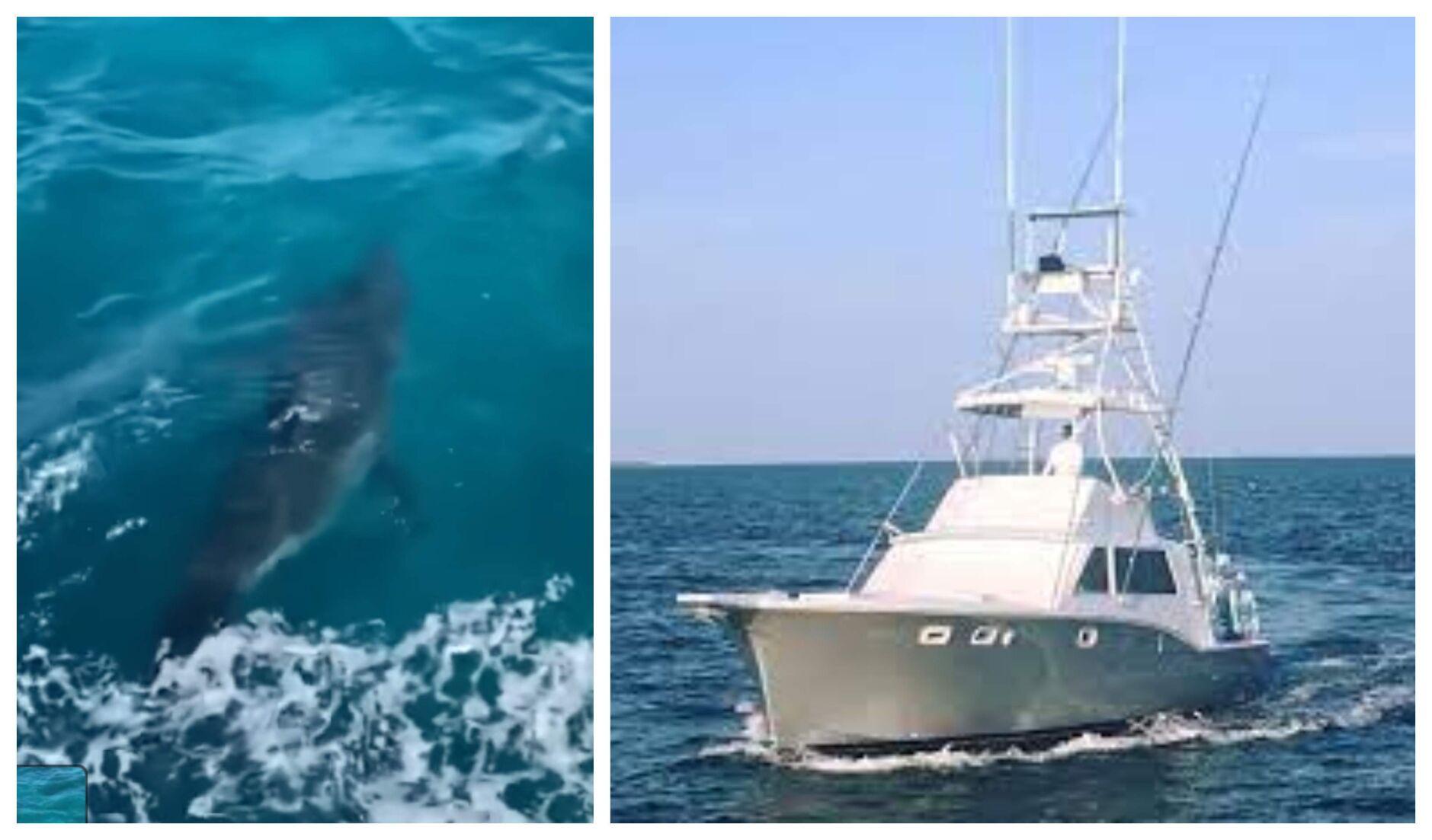 Great white shark spotted off Key Biscayne an “amazing” experience ...