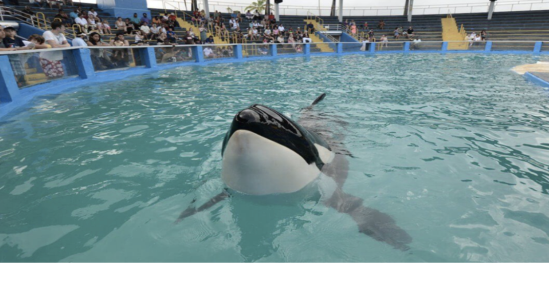 Toki’s necropsy shows multiple illnesses combined to cause Orca’s death ...