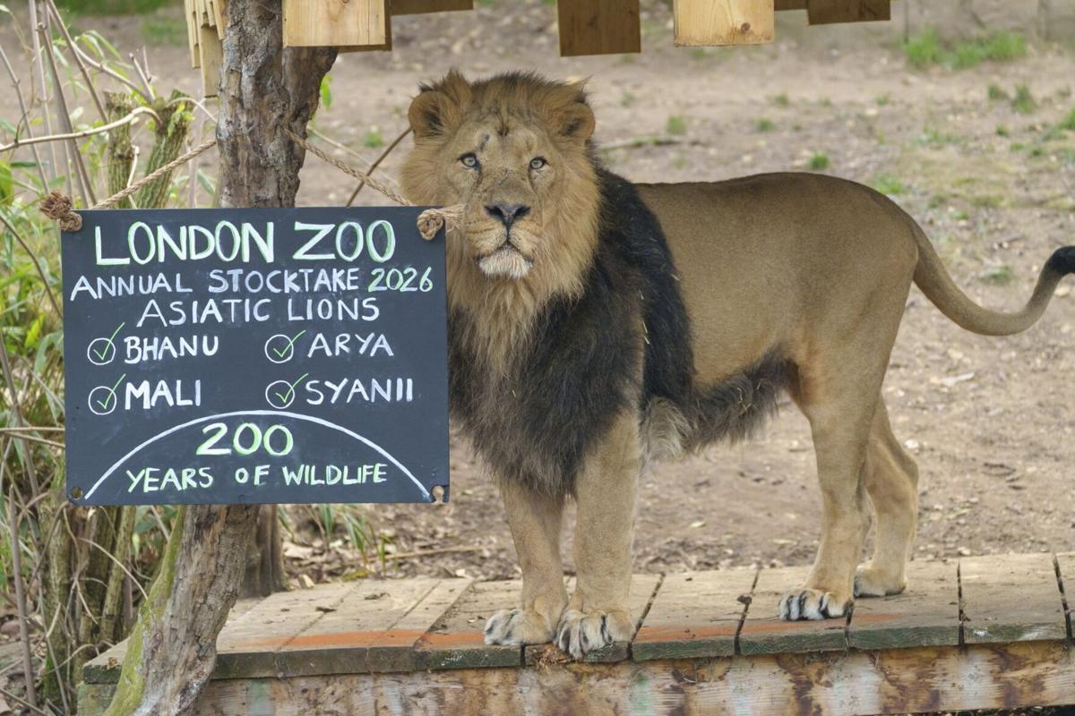 London Zoo stocktake 2026 | News | islandernews.com