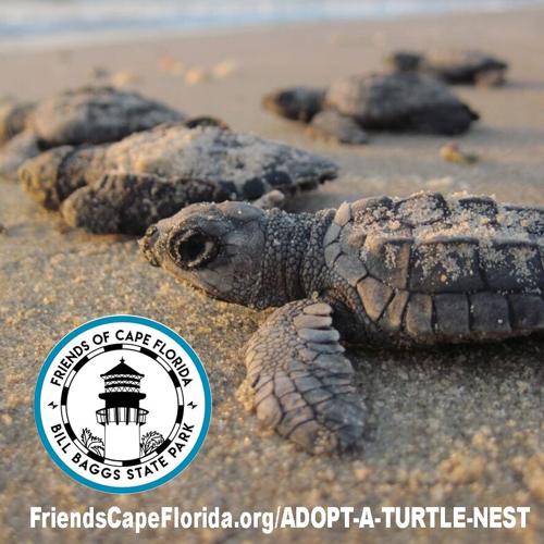 Sea turtles on Key Biscayne: Time to protect our endangered visitors ...