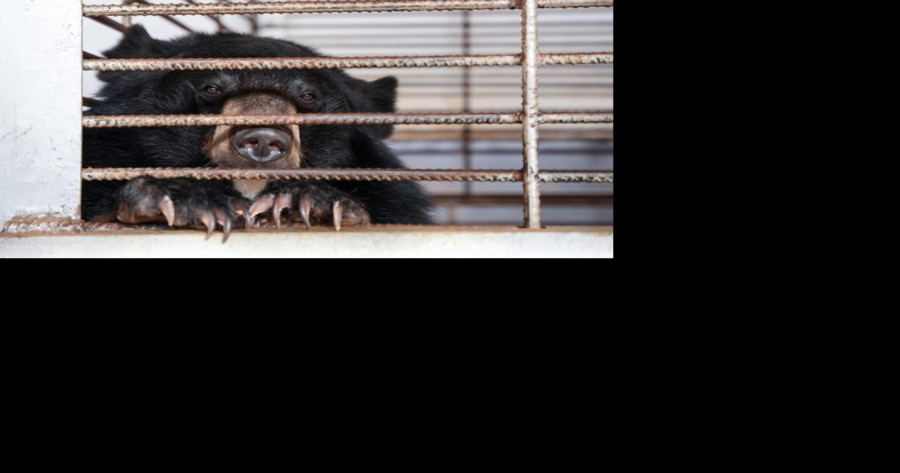 Record rescue frees 27 bears from illegal bile farm | News ...