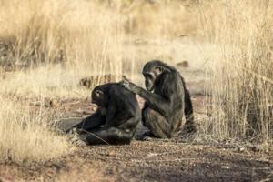 The Fongoli apes are members of the critically endangered West African ...