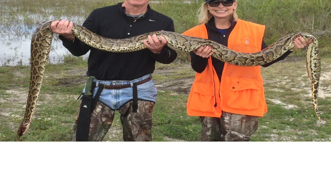 Everything you need to know about the 2023 Florida Python Challenge ...