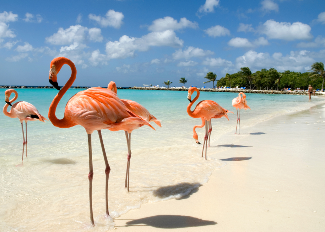 Study: Florida flamingos are native and could recover | Florida ...