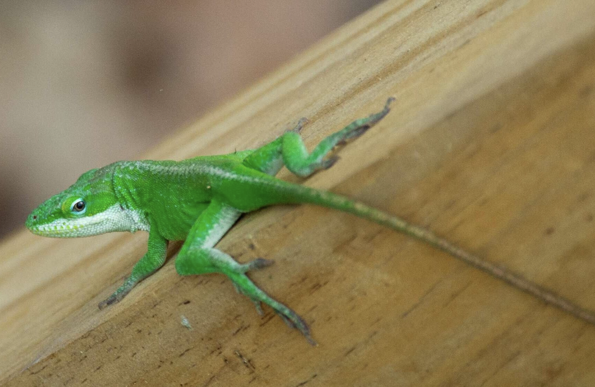 green pet lizard
