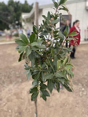 IID, Housing Authority of Calexico join in planting trees for the ...