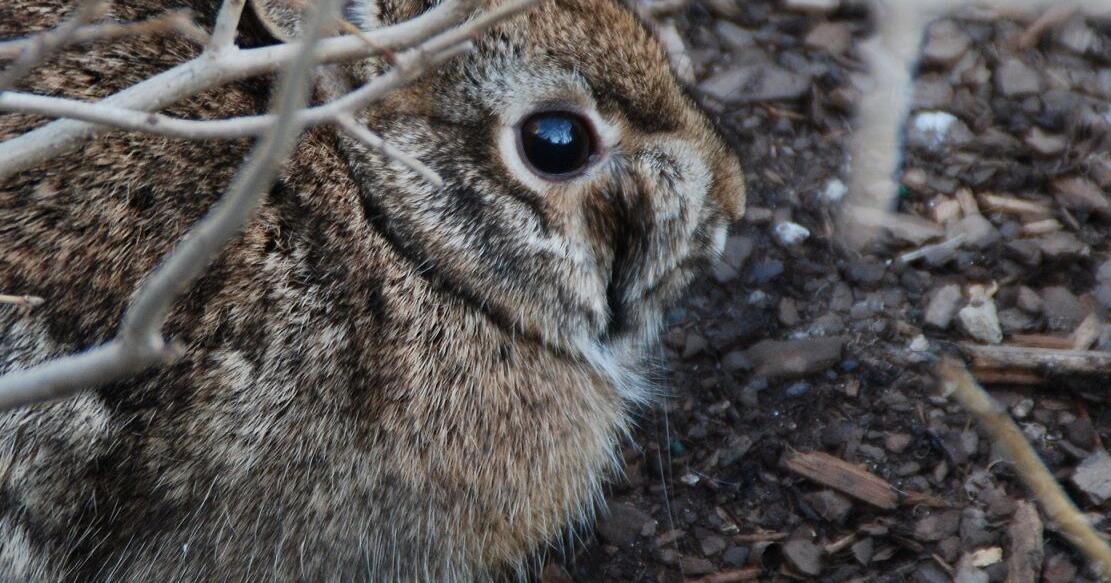 HOME AND GARDEN: Prevent rabbit damage in your landscape | Premium Plus ...