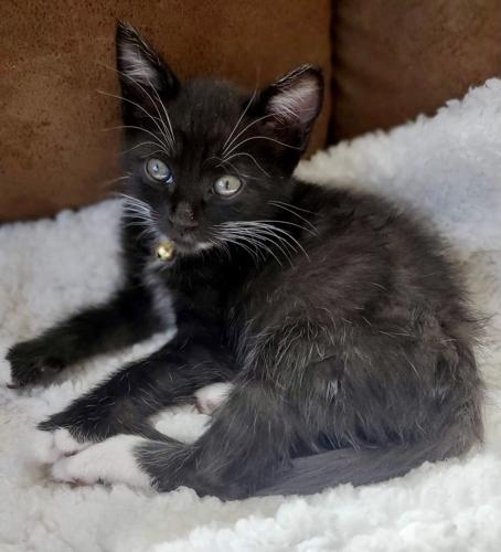 PET OF THE WEEK: Matilda | Pets | ivpressonline.com