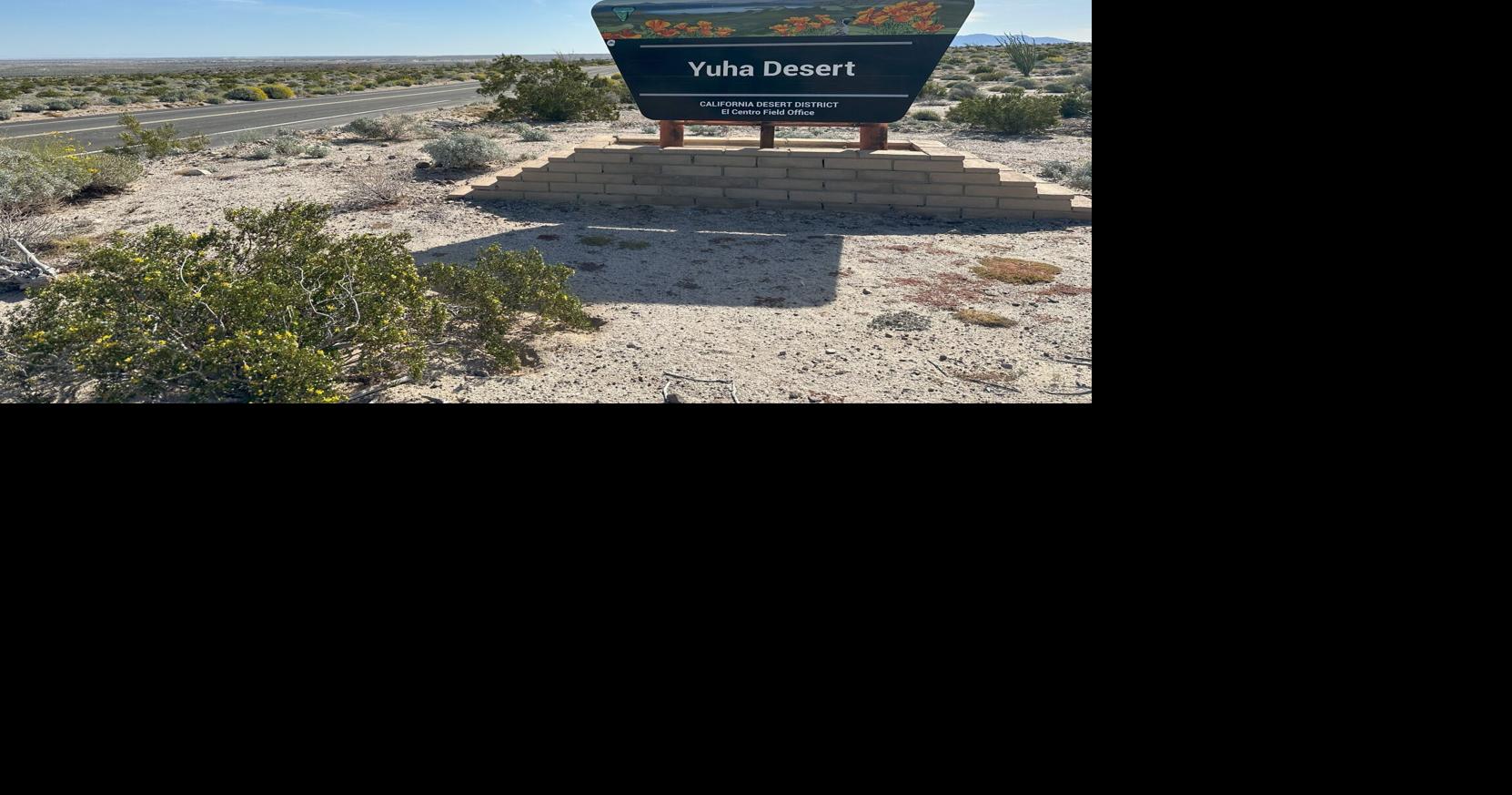 LAND OF EXTREMES: The Yuha Desert in bloom | Land of Extremes ...