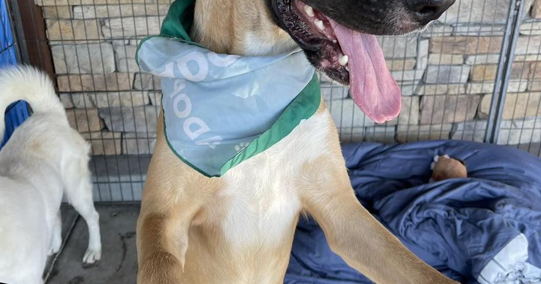 County approves $636K grant for Humane Society mobile spay and neuter ...