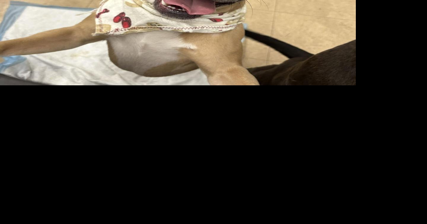 California Adopt-a-Pet Day helps local shelter | News | ivpressonline.com