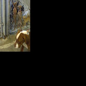 I.V. Humane Society overcrowded with animals, addressing the issue ...