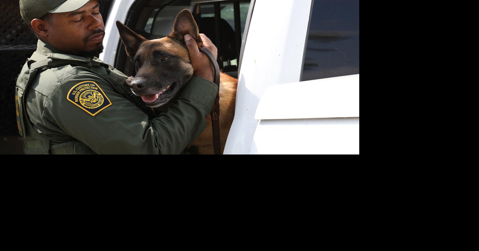 CBP warns travelers of new CDC dog importation requirements | News ...