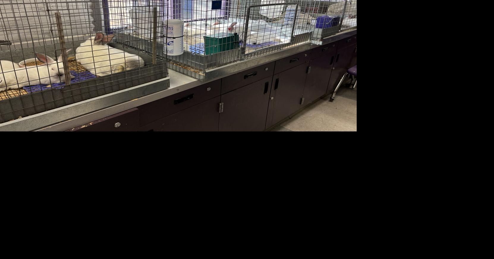 FFA members put in the work for fair rabbits | IVHIGH | ivpressonline.com