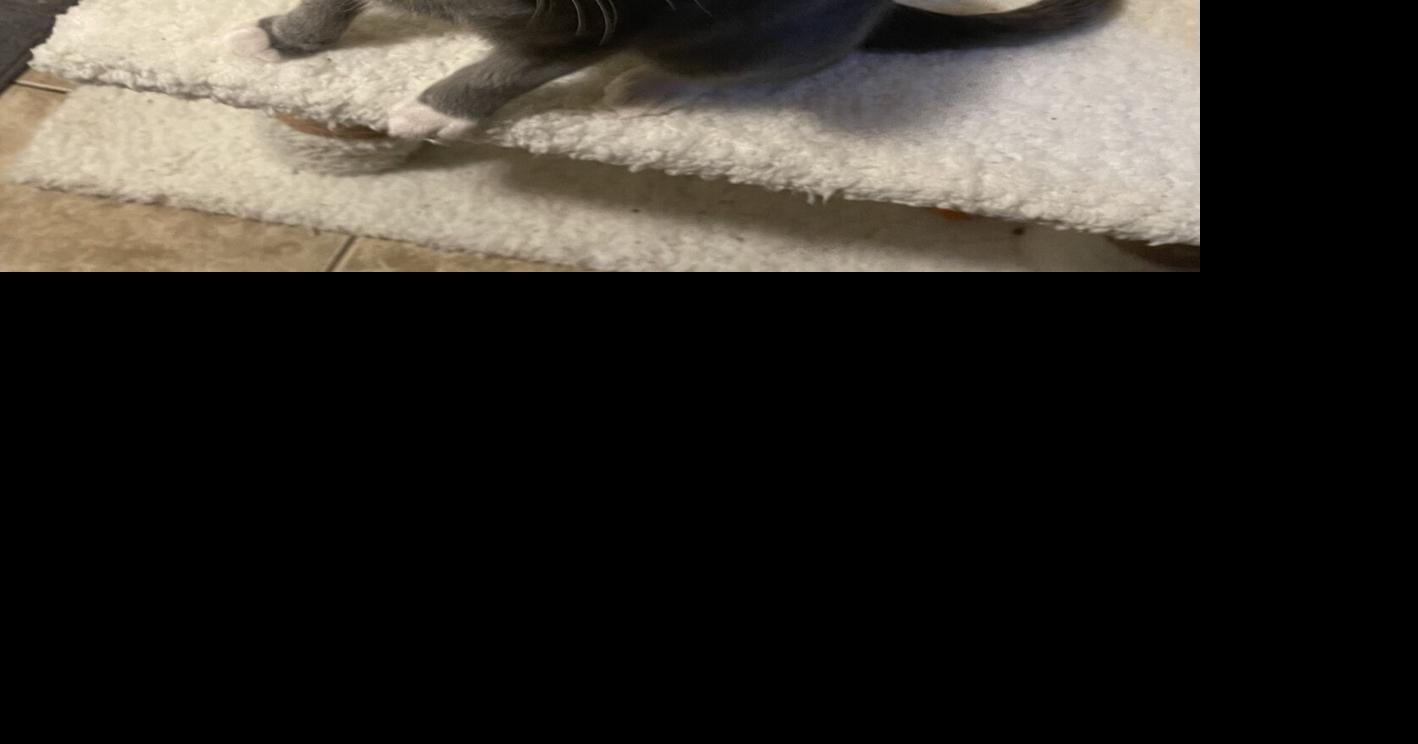 PET OF THE WEEK: Puma | Pets | ivpressonline.com