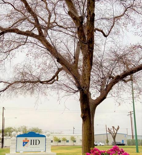 IID initiative to add more than 300 new trees | Local News ...