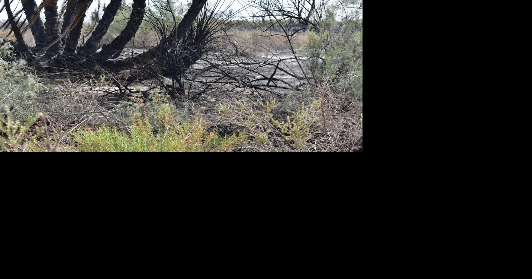 Boyd Fire burns 20 acres in Holtville | News | ivpressonline.com