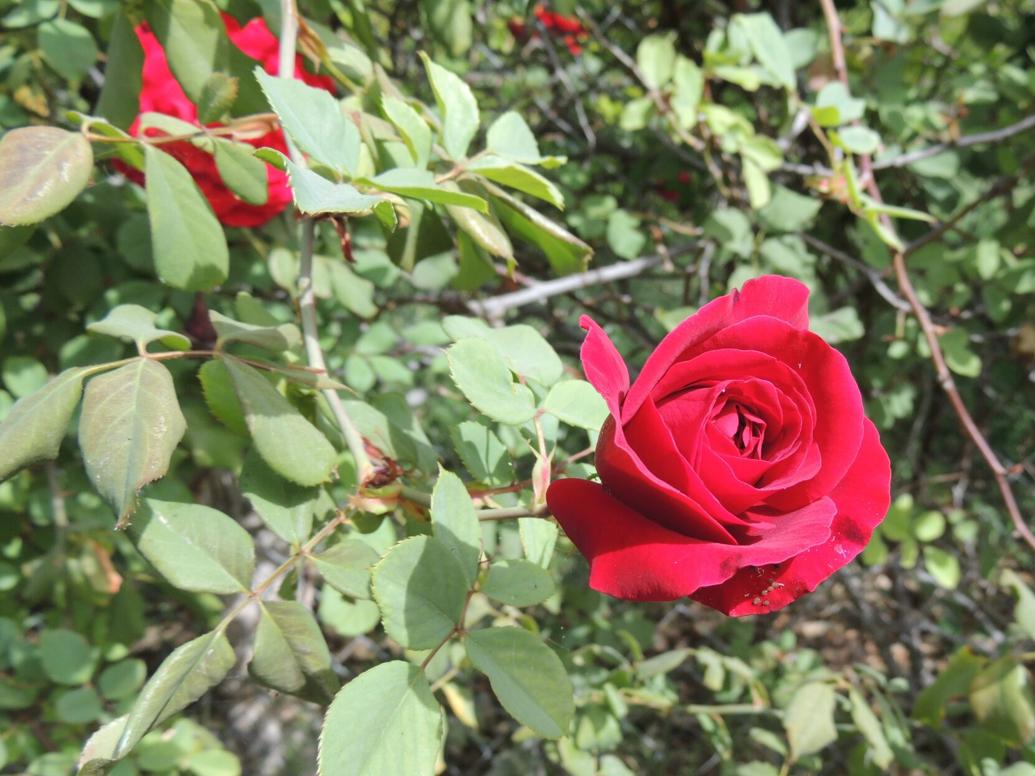 GARDENING: Roses 101: Pruning hybrid tea roses | Valley Women ...