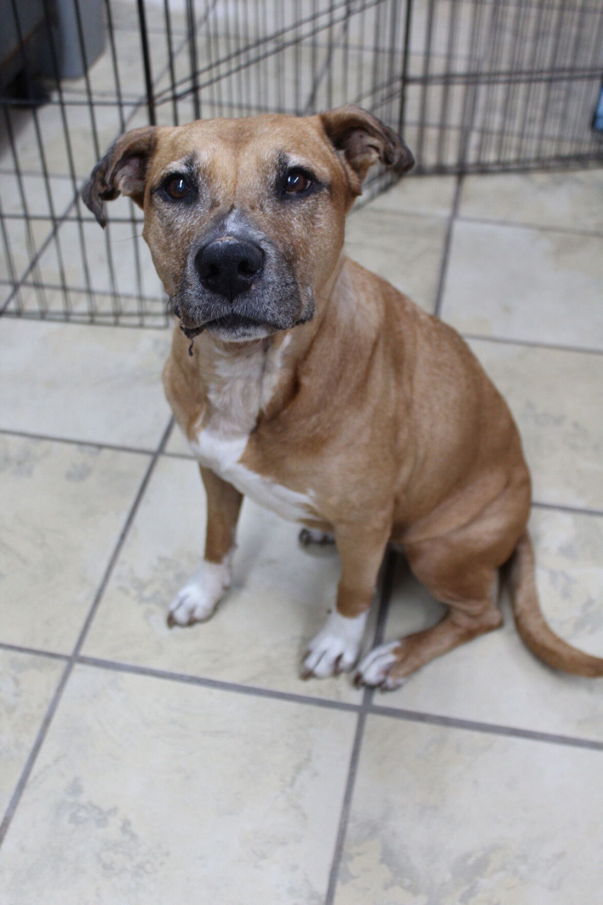 PET OF THE WEEK: Daisy | Pets | ivpressonline.com