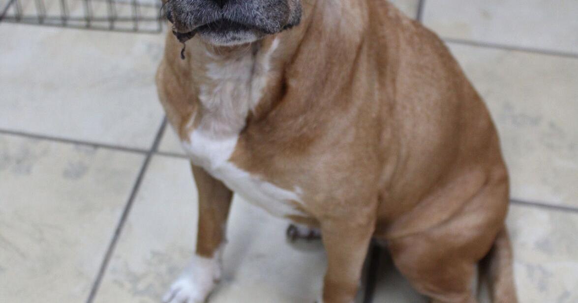 PET OF THE WEEK: Daisy | Pets | ivpressonline.com