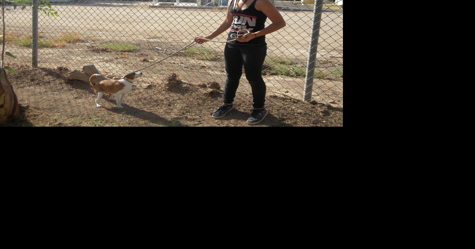 Humane Society volunteers make a difference | IVHIGH | ivpressonline.com