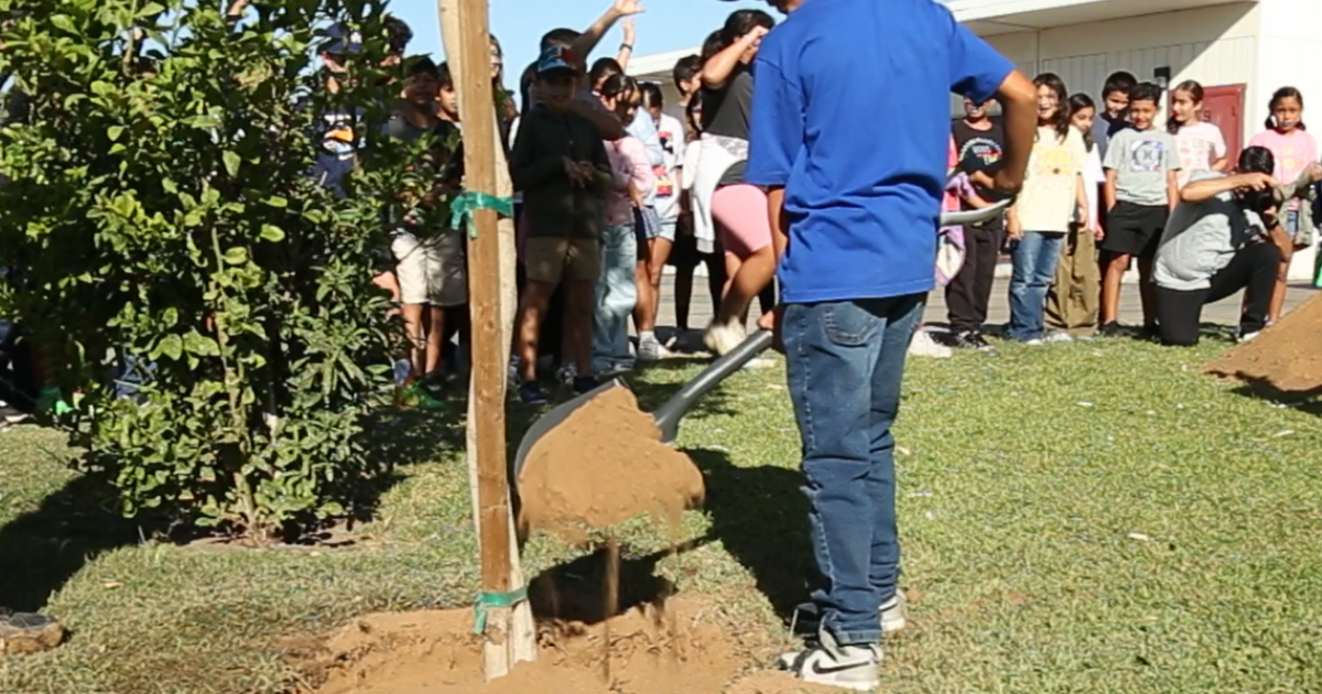 A shady future takes root: IID grant plants 1,000 trees to cool down ...