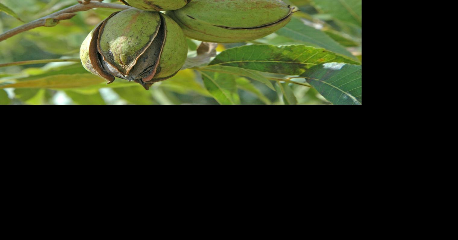 DESERT GARDENER: Plant a Pecan: A Nut Tree That Grows Well in El Centro ...