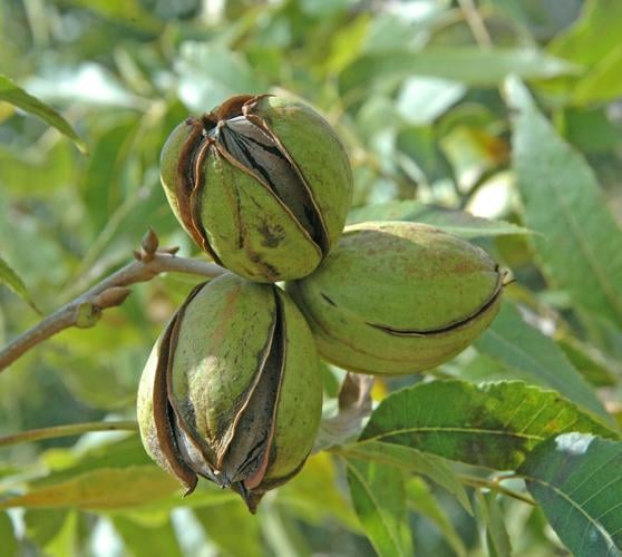 pecan nut tree