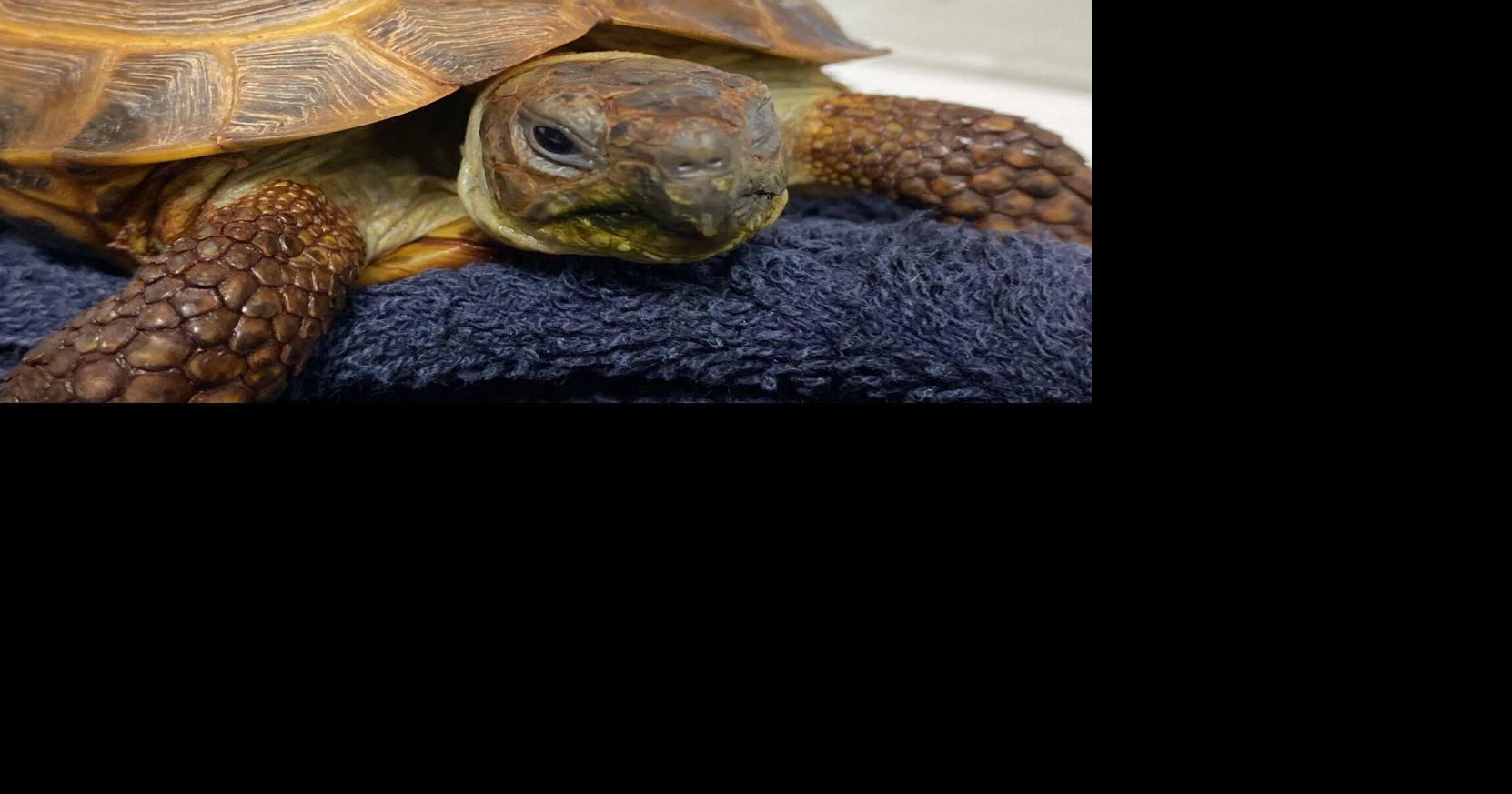 PET OF THE WEEK: Oliver | Local News | ivpressonline.com