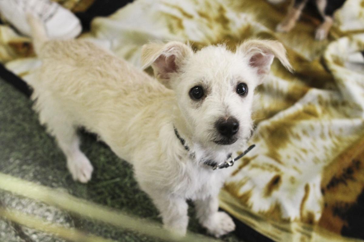 Petco Pet Adoption | Photos | ivpressonline.com