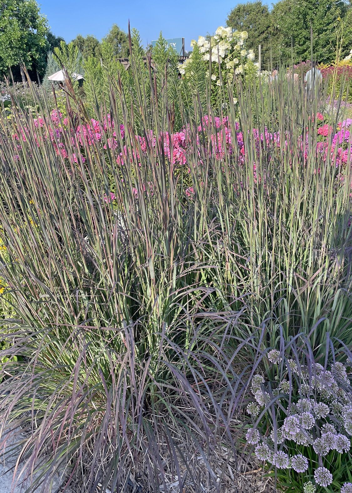HOME AND GARDEN: Blackhawks Big Bluestem adds bold color and interest ...