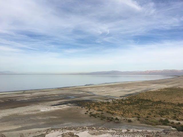 LAND OF EXTREMES: Wildlife of the Salton Sea | Land of Extremes ...