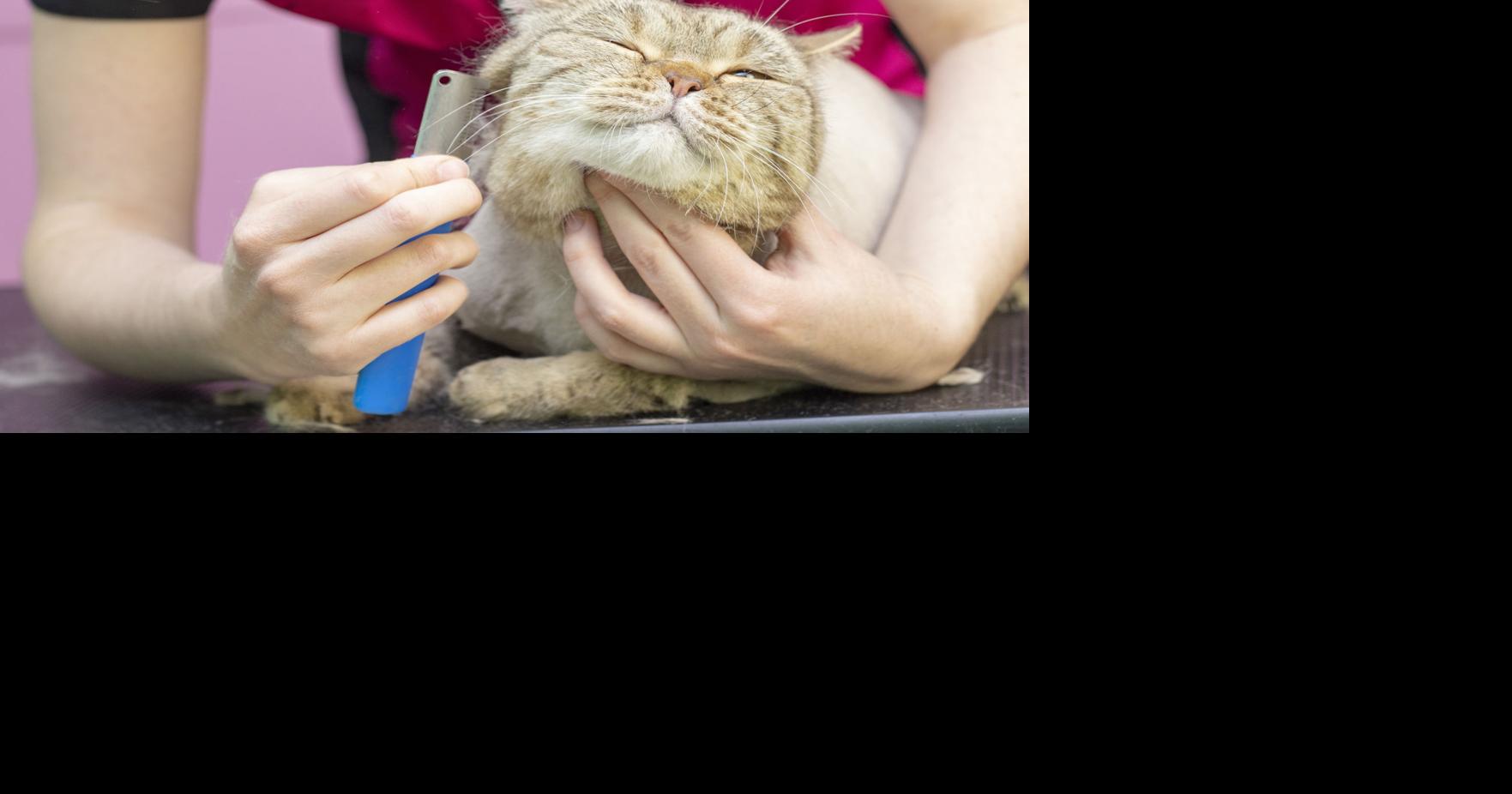 PAWS AND PAGES: Pest control | Local News | ivpressonline.com