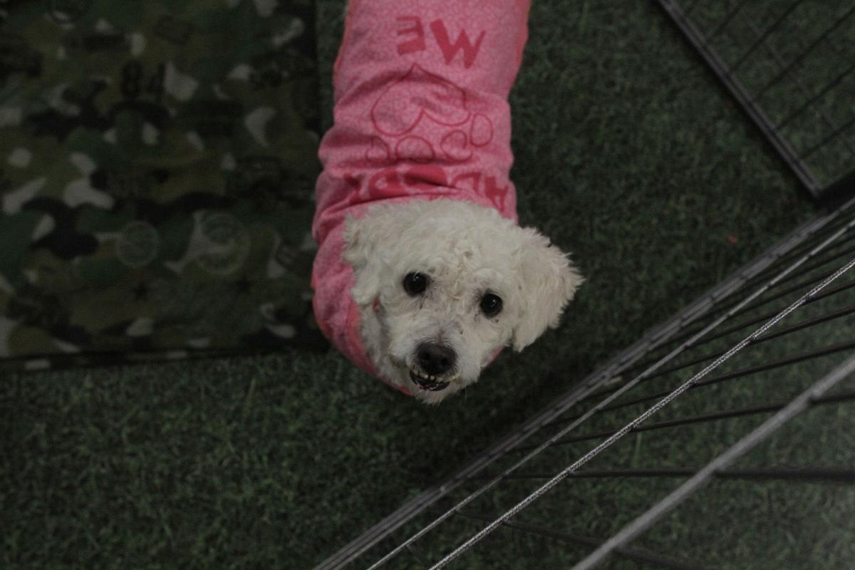 Petco Pet Adoption | Photos | ivpressonline.com