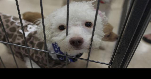 Petco Pet Adoption | Photos | ivpressonline.com