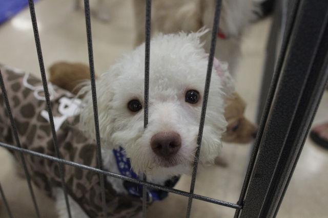 Petco Pet Adoption | Photos | ivpressonline.com