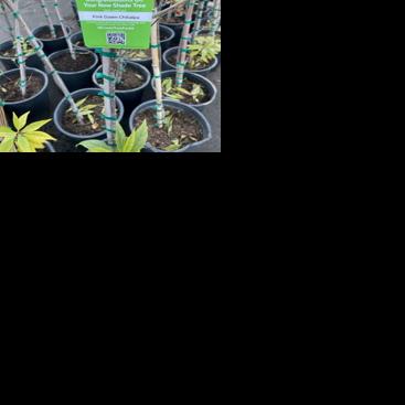 IID’s ‘Tree for All’ program returns, offering 1,300 trees | News ...