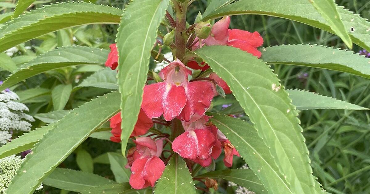 HOME AND GARDEN: Low-maintenance impatiens for sun and shade | Premium ...