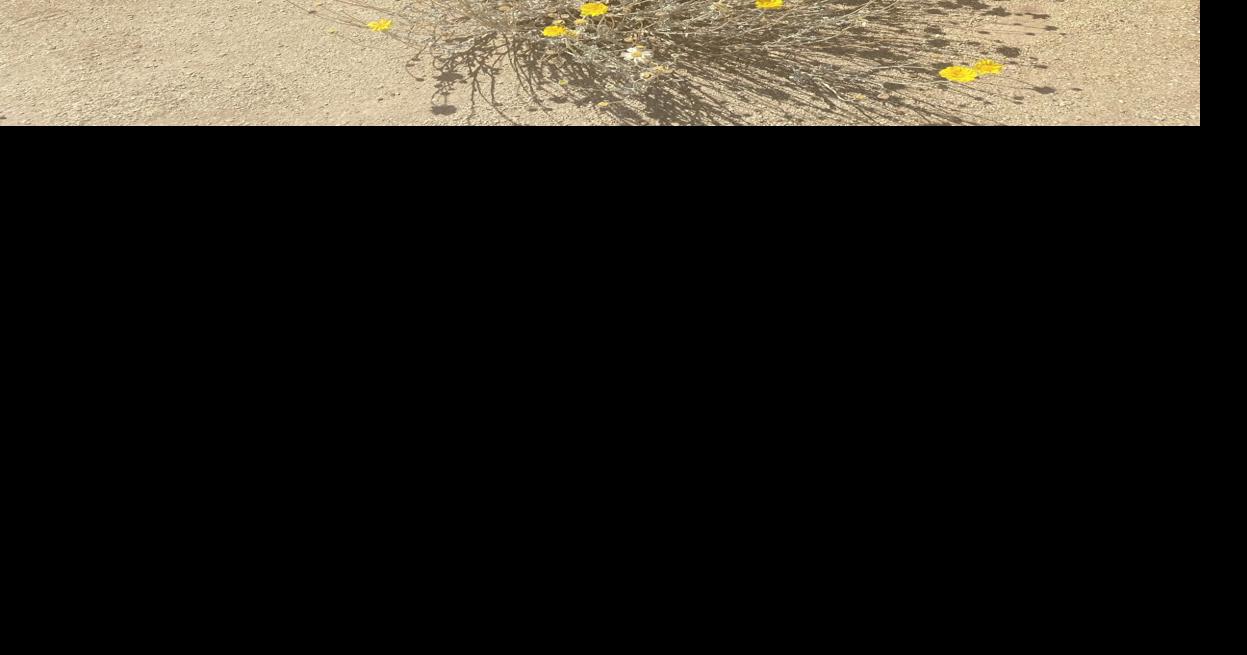 IVC seeks public participation for mascot selection process | Local ...