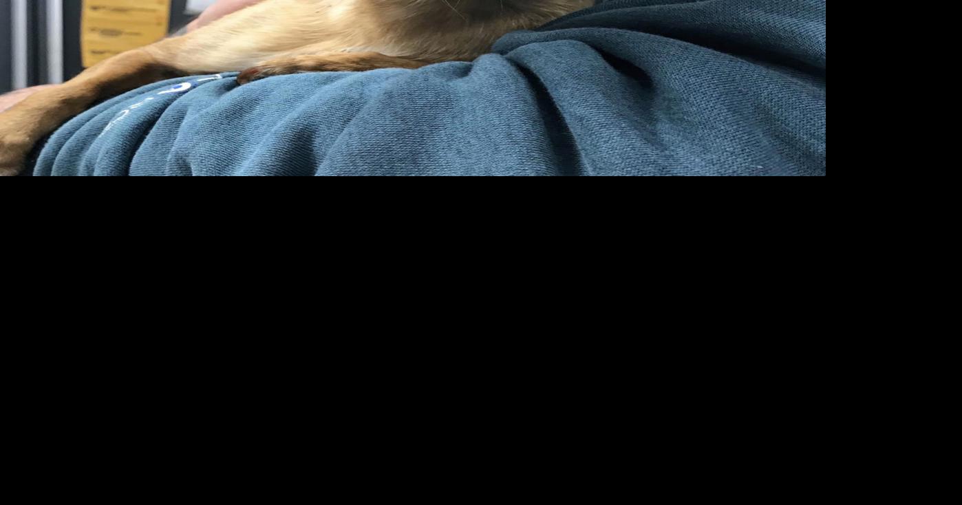 Pet of the Week: Winifred | Pets | ivpressonline.com