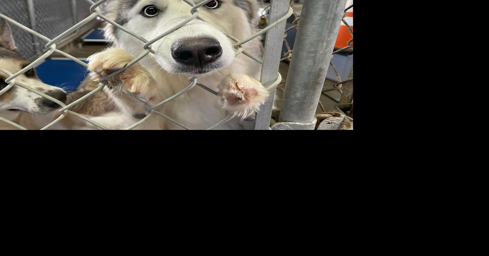 Humane Society looking for funds to reduce overcrowding, stop possible ...