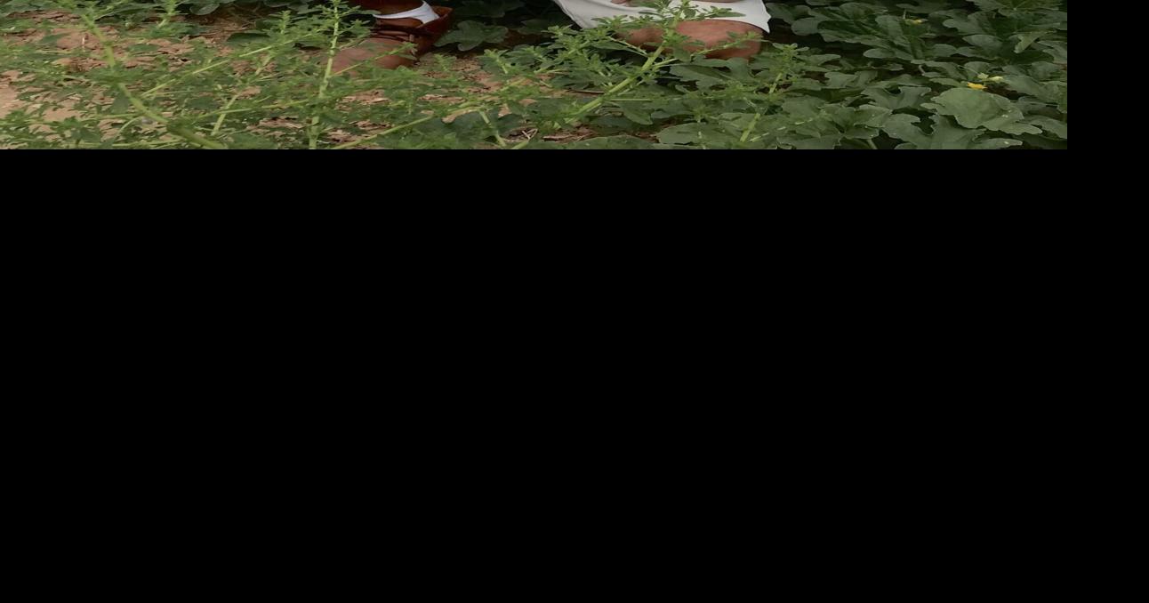 Brawley's Joe Vandiver speaks on upcoming Seed Trade Conference in ...