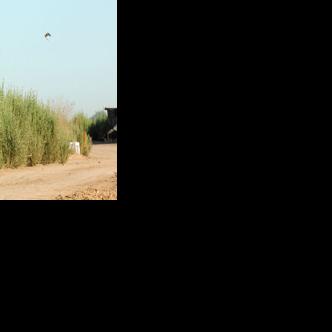 Sunbeam Lake RV Resort announces dove hunters’ special | Local News ...