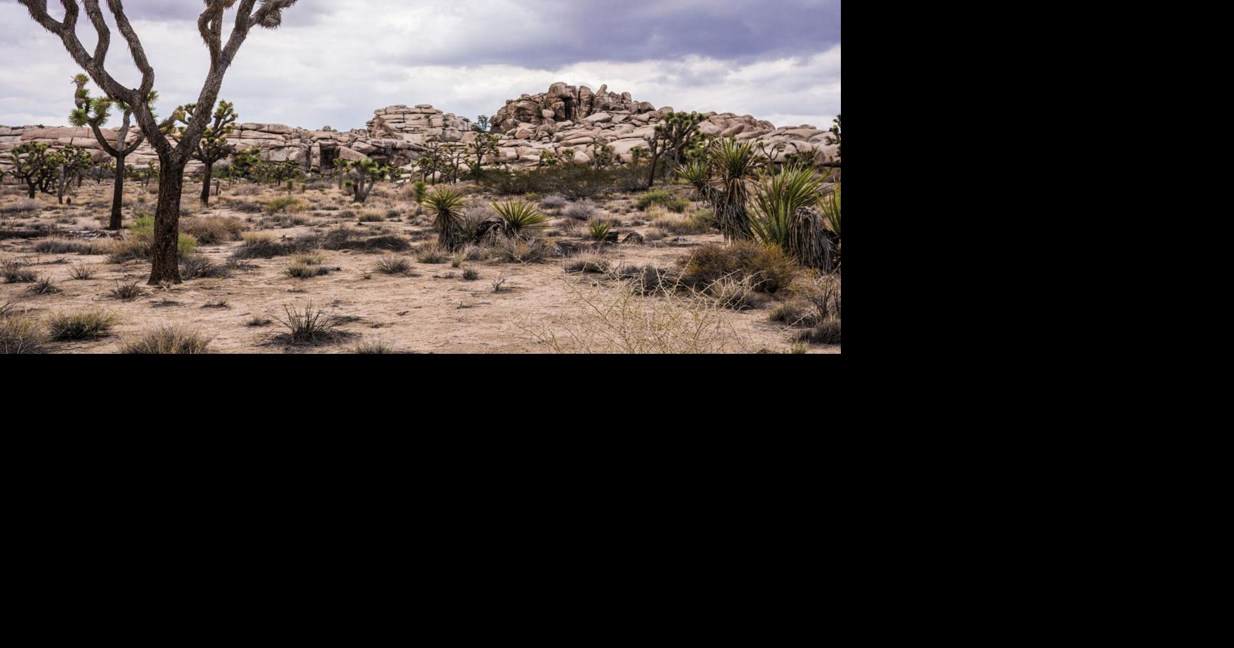 Park rangers announce fire restrictions at Joshua Tree National Park ...