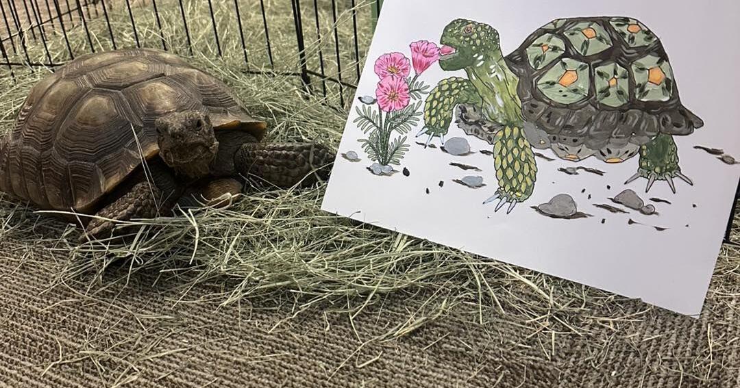 LAND OF EXTREMES: Desert Tortoise Conservation Week 2024 | Featured ...
