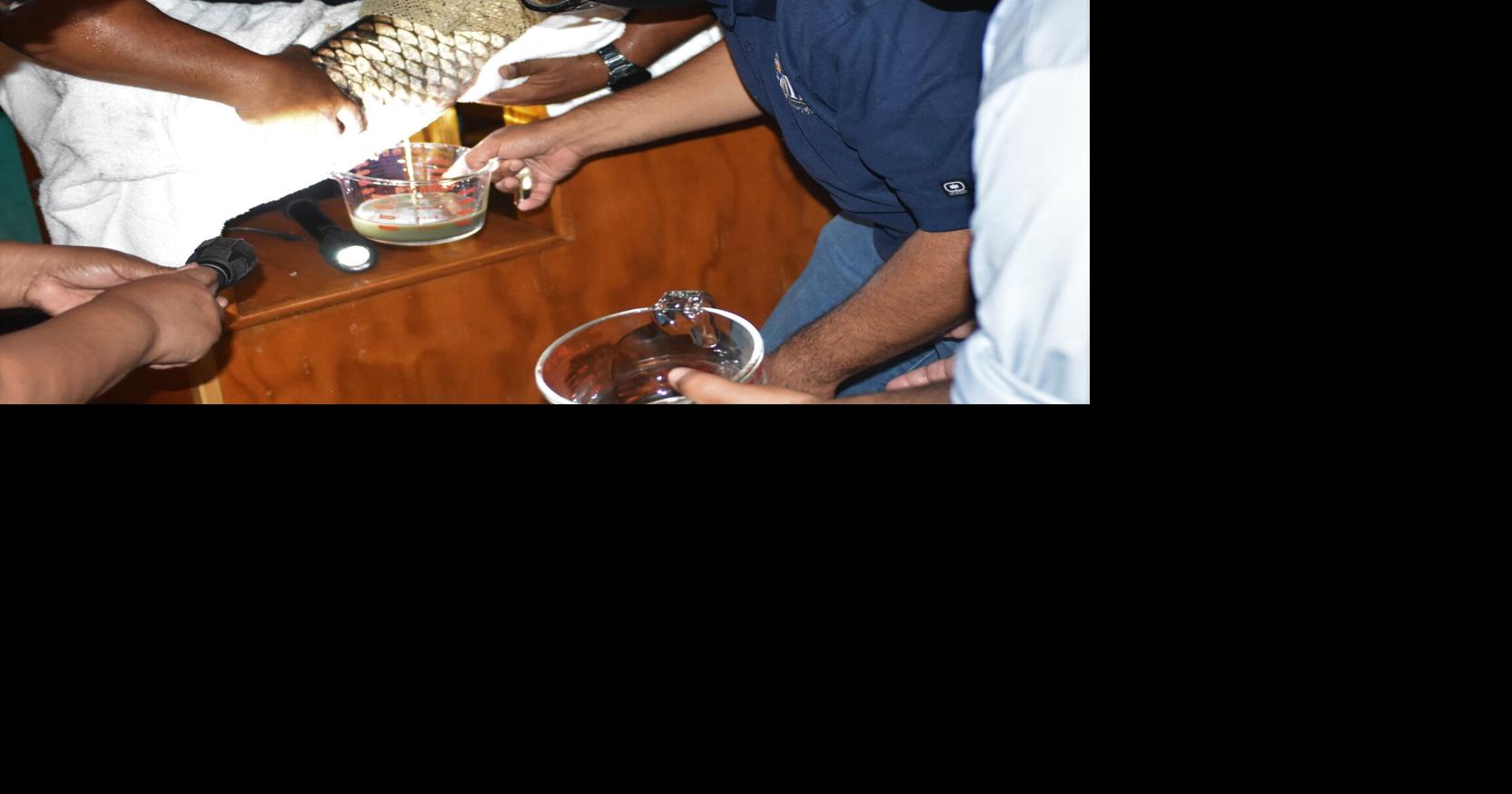 Breeding IID’s underwater army: The district’s grass carp program helps ...